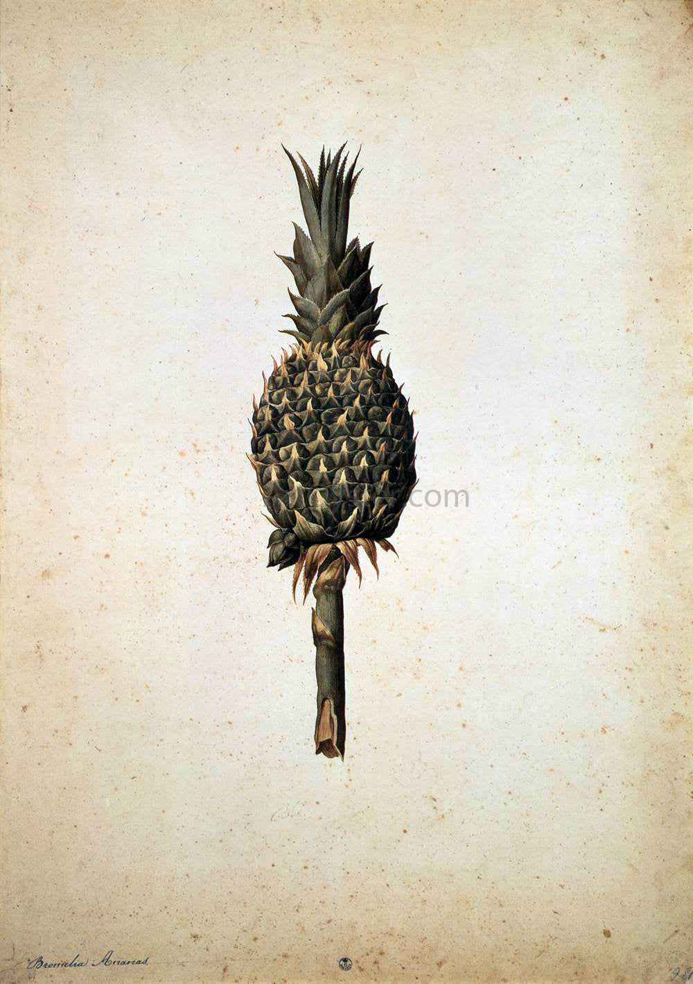 Jacopo Ligozzi Pineapple (Bromelia ananas) Canvas Art Print ...